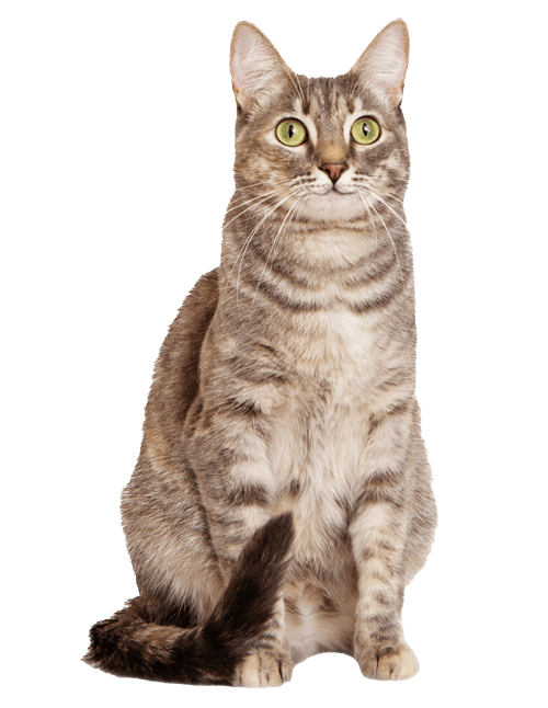 How to Adopt - Jazzmania Ragdolls