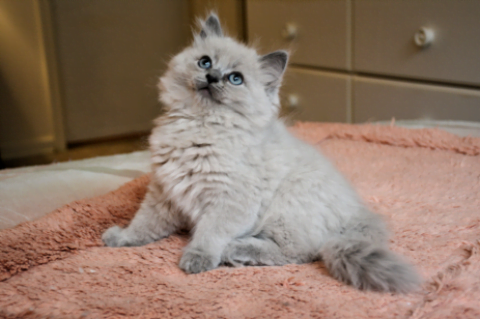 Kittens - Jazzmania Ragdolls