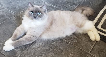 Queens - Jazzmania Ragdolls